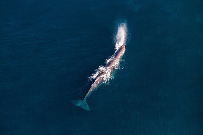 Kaikoura Whale Watching - 45 Minute Ocean Safari - The Sum Up: Who Will Love This Tour?