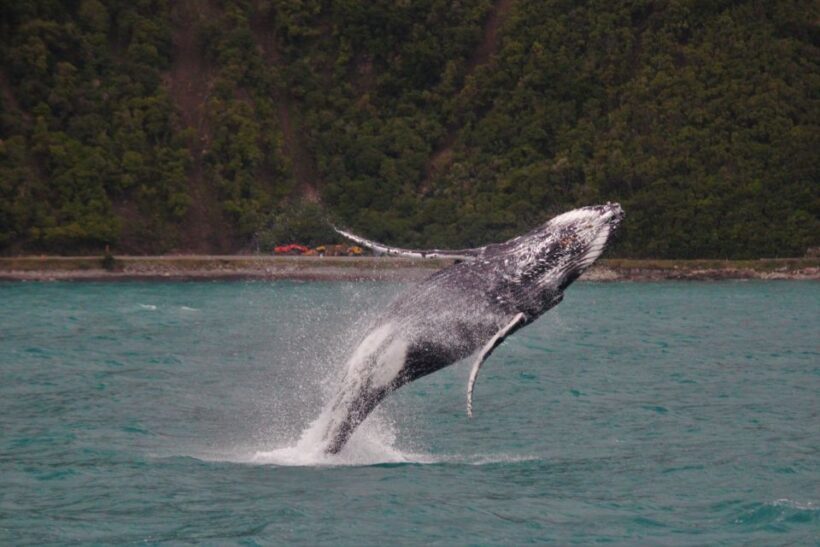 Kaikoura: Whale Watching Cruise - FAQs