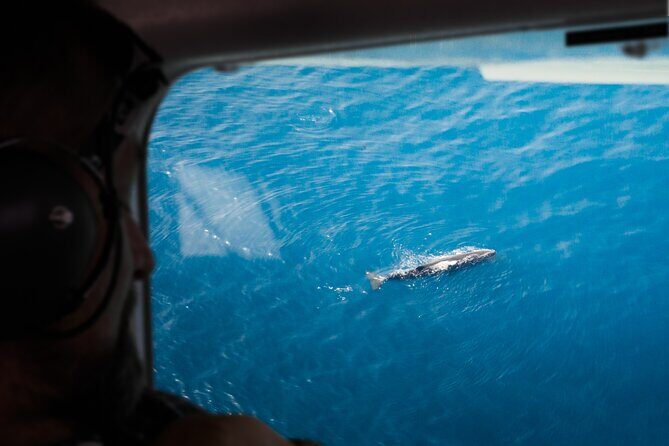 Kaikoura: Whale Watching Flight - An Overview of the Kaikoura Whale Watching Flight
