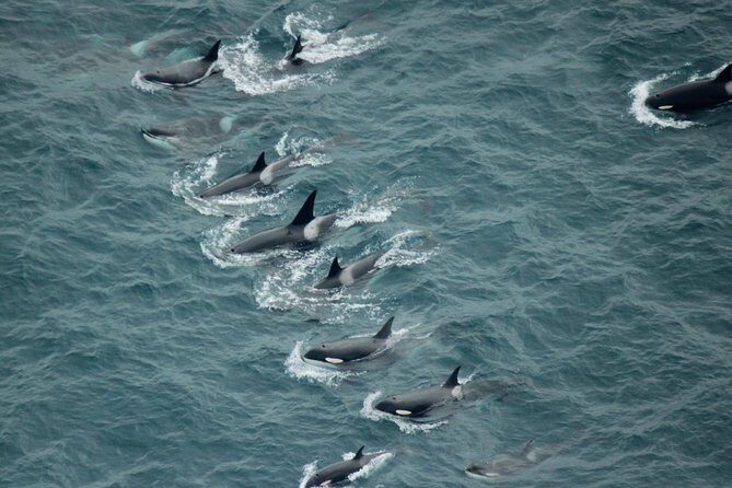 Kaikoura: Whale Watching Flight - How the Itinerary Unfolds