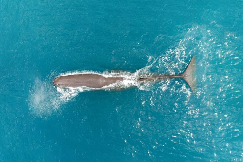 Kaikoura: Whale Watching Flight with Commentary - Key Points