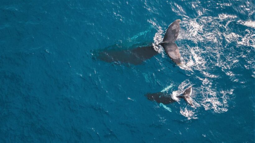 Kaikoura: Whale Watching Flight with Commentary - The Reviews Speak Volumes