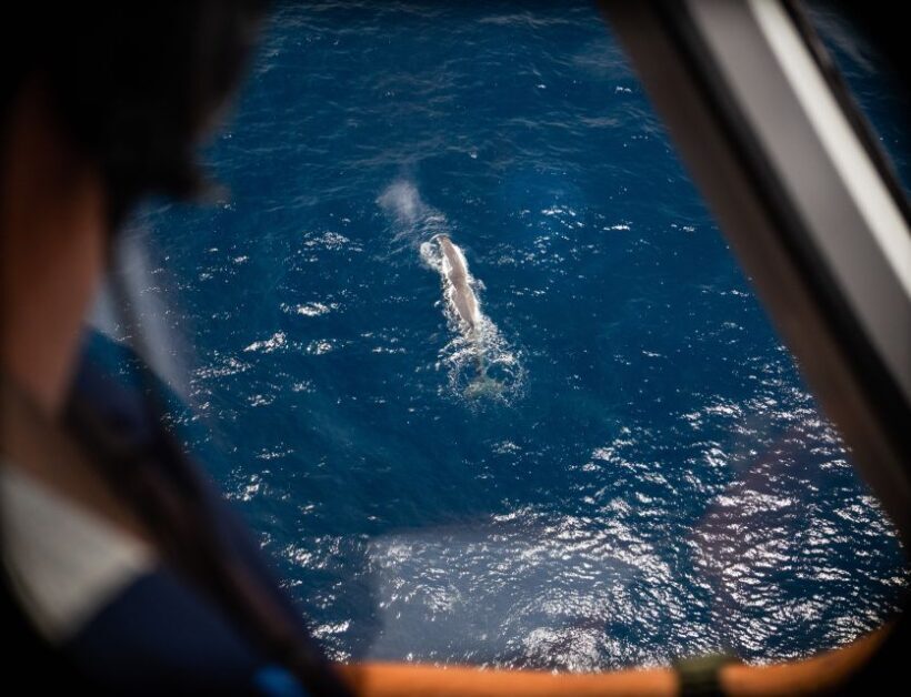 Kaikoura: Whale Watching Flight with Commentary - Who Will Love This?