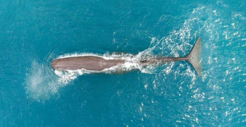 Kaikoura: Whale Watching Flight with Commentary - Practical Tips