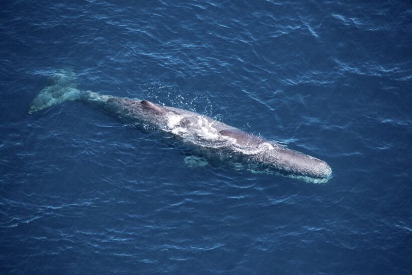 Kaikoura: Whale Watching Flight with Guided Commentary - A Bird’s-Eye View of Kaikoura’s Marine Universe