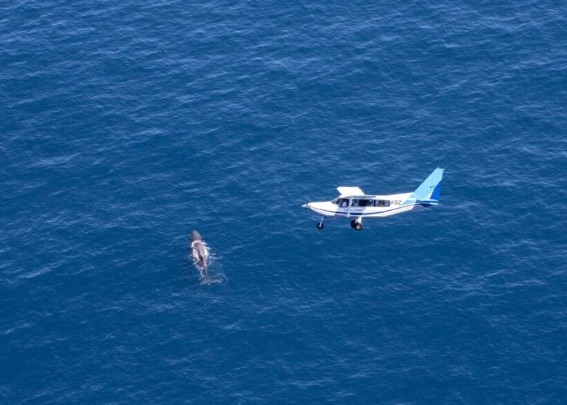 Kaikoura: Whale Watching Flight with Guided Commentary - The Experience: Why It’s Worth It