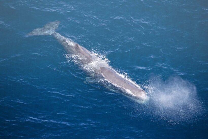 Kaikura: 45-Minute Whale Watching Helicopter Tour - FAQ