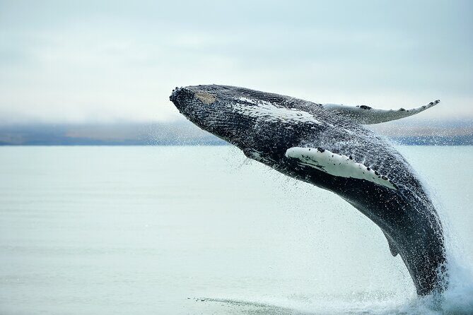 Kaikura Day Tour From Christchurch (Small Group, Carbon Neutral) - Transportation and Group Size