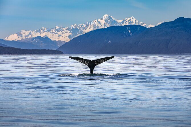 Kaikura Day Tour From Christchurch (Small Group, Carbon Neutral) - Final Thoughts
