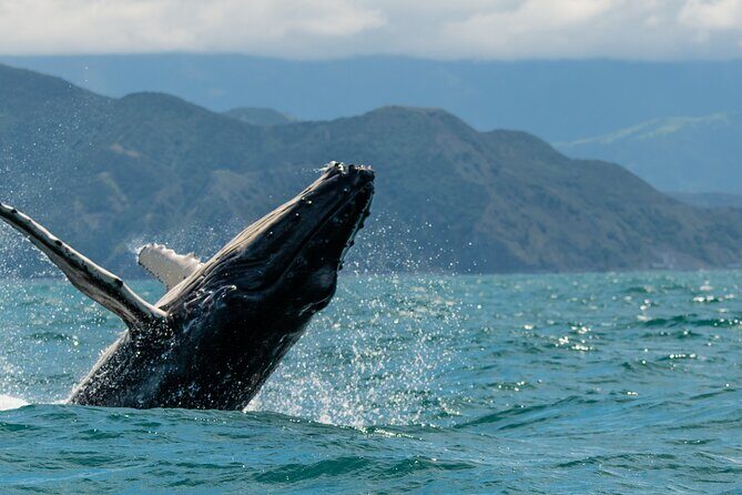 Kaikura Day Tour With Kayak Experience From Christchurch - Key Points