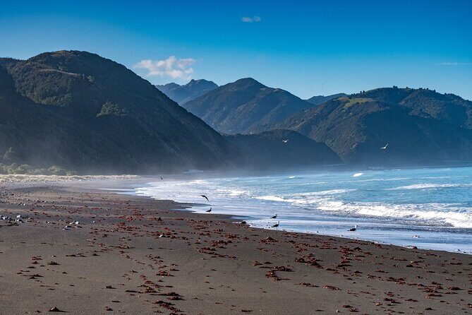 Kaikura Day Tour With Kayak Experience From Christchurch - FAQ