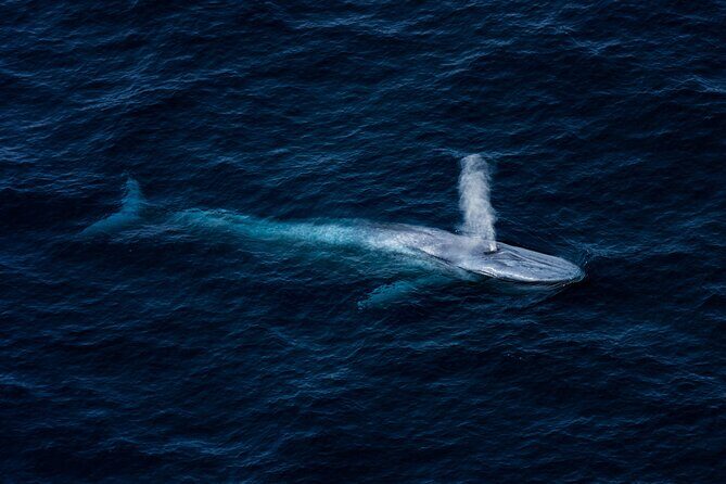 Kaikura Whale Watching - 1hr 20min Ultimate Adventure - Practical Considerations: Pricing, Booking, and Weather
