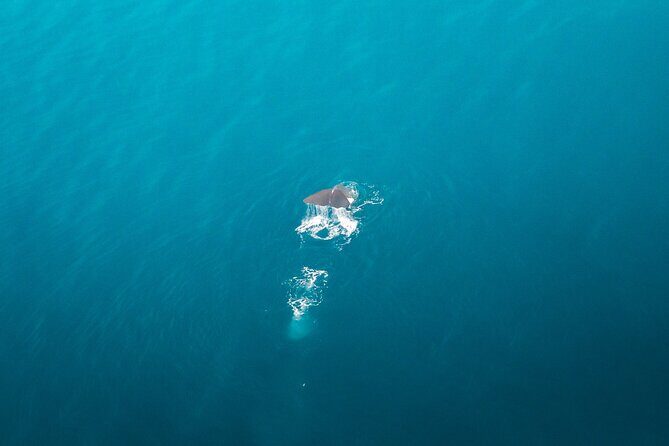 Kaikura Whale Watching Scenic Flight (40 Minutes) - The Experience — Real Traveler Insights