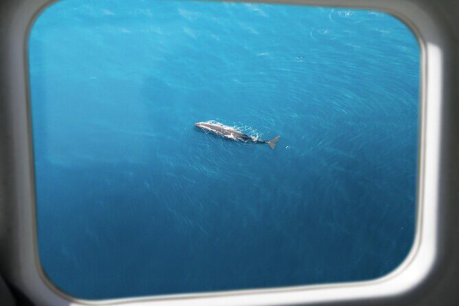 Kaikura Whale Watching Scenic Flight (40 Minutes) - Who Will Love This Tour?