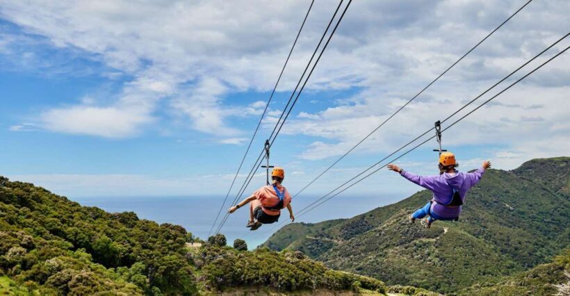 Kaikura: Zipline and Native Forest Adventure Trip - Key Points