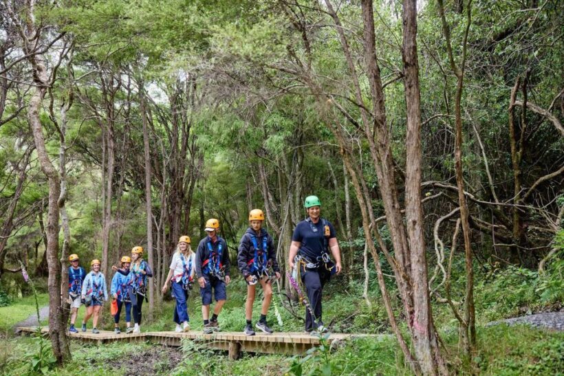 Kaikura: Zipline and Native Forest Adventure Trip - An Overview of the Experience