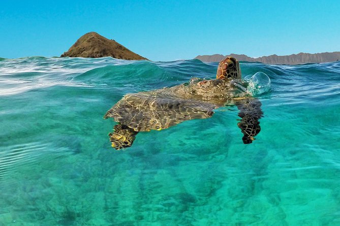 Kailua 2-Hour Guided Kayaking Excursion, Oahu - What Makes This Tour Stand Out?