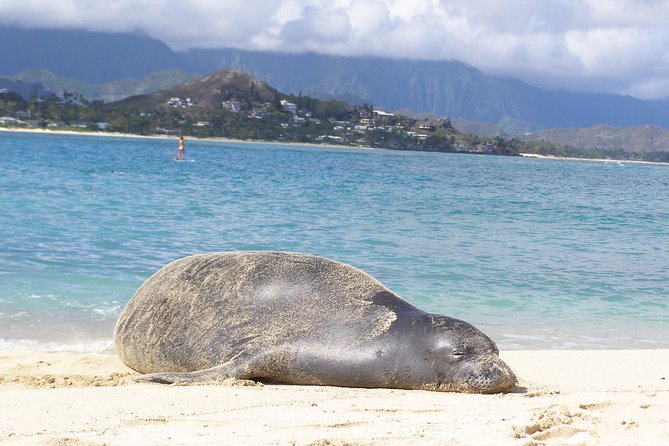 Kailua Bay, Oahu: Epic Kayak Adventure with Beachside Lunch - In The Sum Up