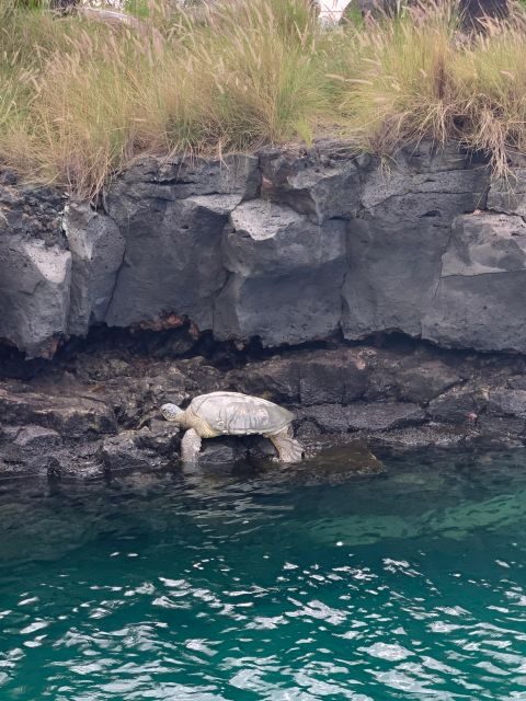 Kailua-Kona: Captain Cook Reef Catamaran Day Trip with Lunch - Final Thoughts: Who Is This Tour For?