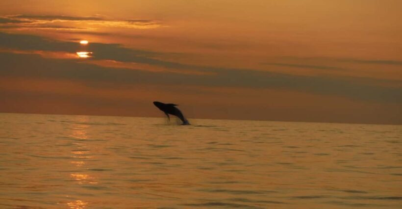 Kailua-Kona: Dolphin Watch & Double-Reef Snorkel Tour - Key Points