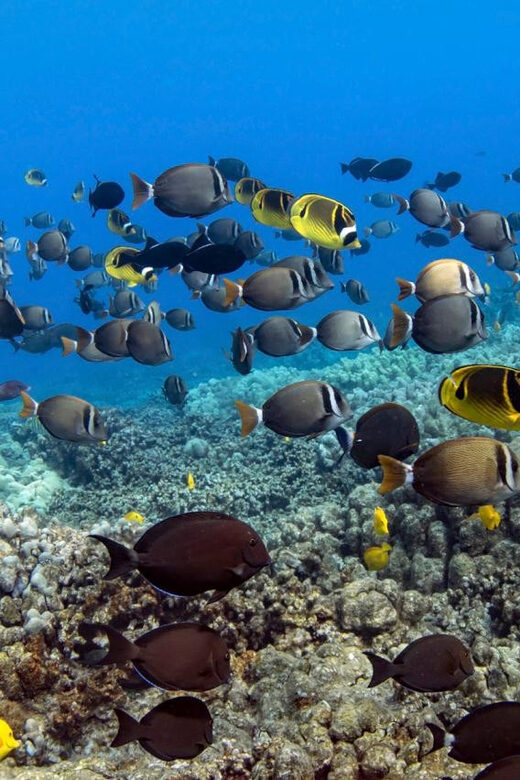 Kailua-Kona: Dolphin Watch & Double-Reef Snorkel Tour - Navigating the Itinerary