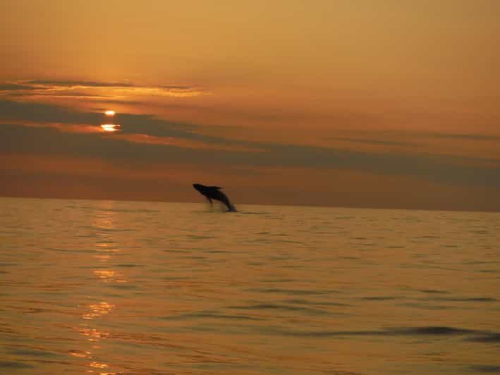 Kailua-Kona: Dolphin Watch & Double-Reef Snorkel Tour - Deep Dive into the Experience
