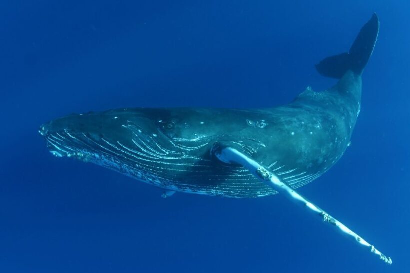 Kailua Kona: Humpback Whale Watching Adventure Cruise - The Experience in Detail