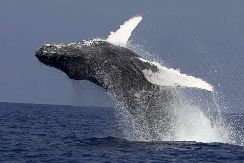 Kailua Kona: Humpback Whale Watching Adventure Cruise - Key Points