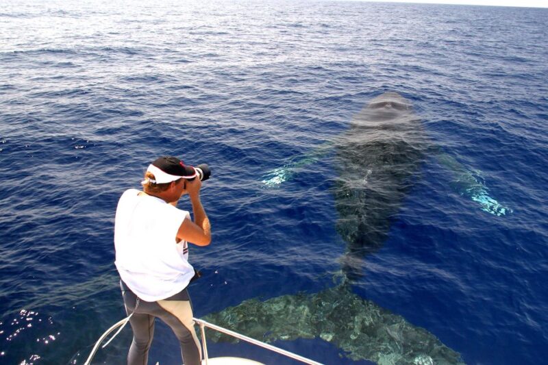 Kailua Kona: Humpback Whale Watching Adventure Cruise - What Makes the Tour Special