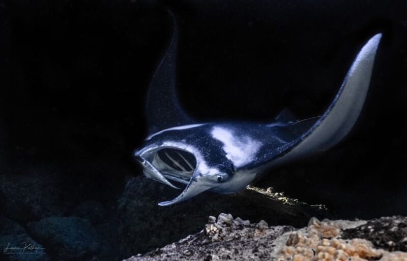 Kailua Kona: Manta Ray Night Snorkel Tour with Guide - An Overview of the Experience