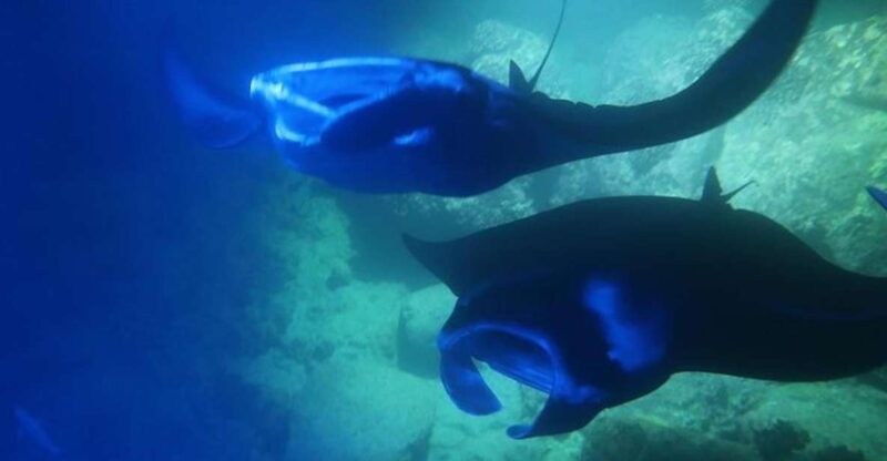 Kailua-Kona: Manta Ray Spotting Night Snorkeling Tour - FAQ