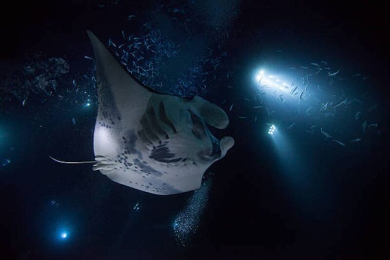 Kailua-Kona: Manta Ray Watching Nighttime Boat Trip - Key Points
