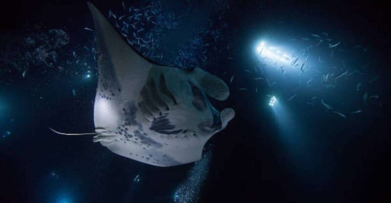 Kailua-Kona: Manta Ray Watching Nighttime Boat Trip - Authentic Experiences Highlighted in Reviews