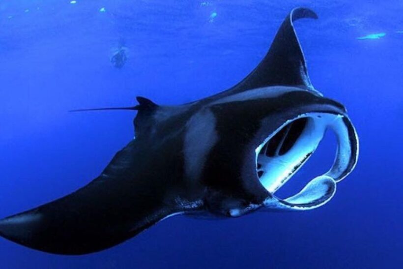 Kailua Kona: Night Manta Ray Adventure on the Big Island - The Real Value of the Experience