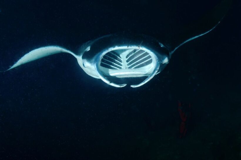 Kailua Kona: Night Manta Ray Adventure on the Big Island - Practical Tips for a Great Experience