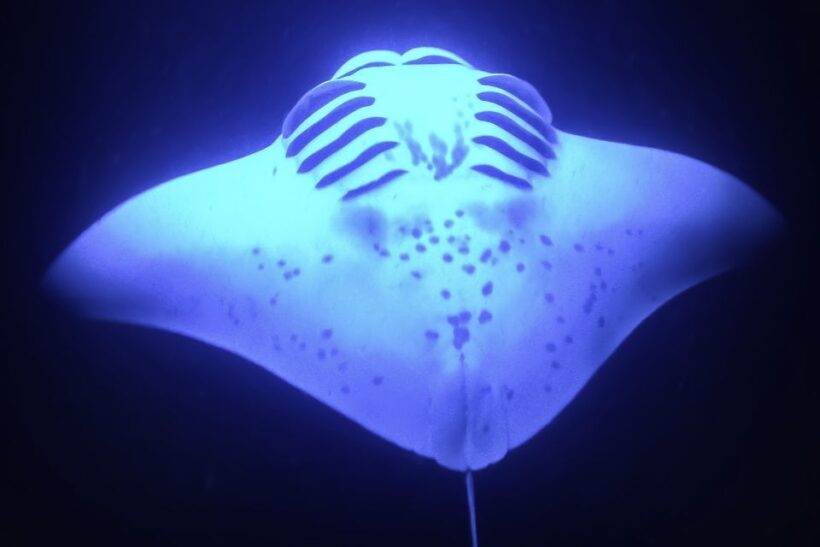 Kailua Kona: Night Manta Ray Adventure on the Big Island - Who Will Love This Tour?