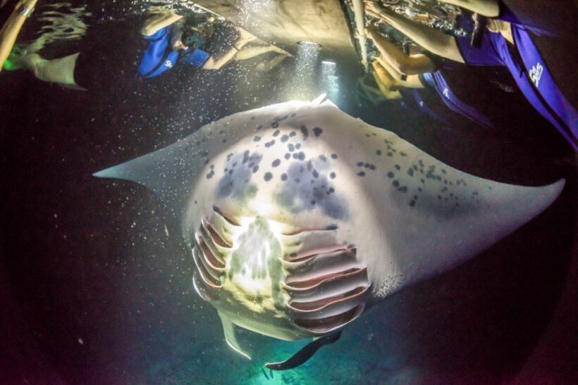 Kailua Kona: Night Manta Ray Adventure on the Big Island - Frequently Asked Questions