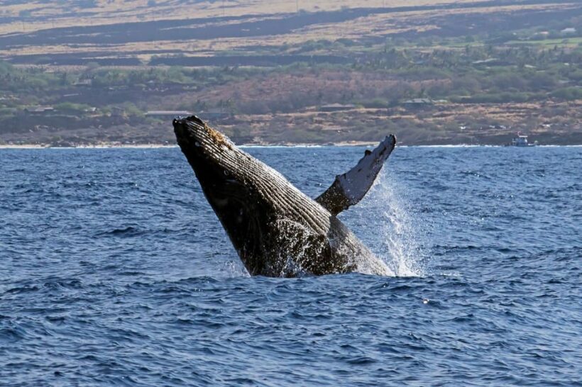 Kailua-Kona: Pacific Humpback Whale Watch Excursion - A Closer Look at the Experience