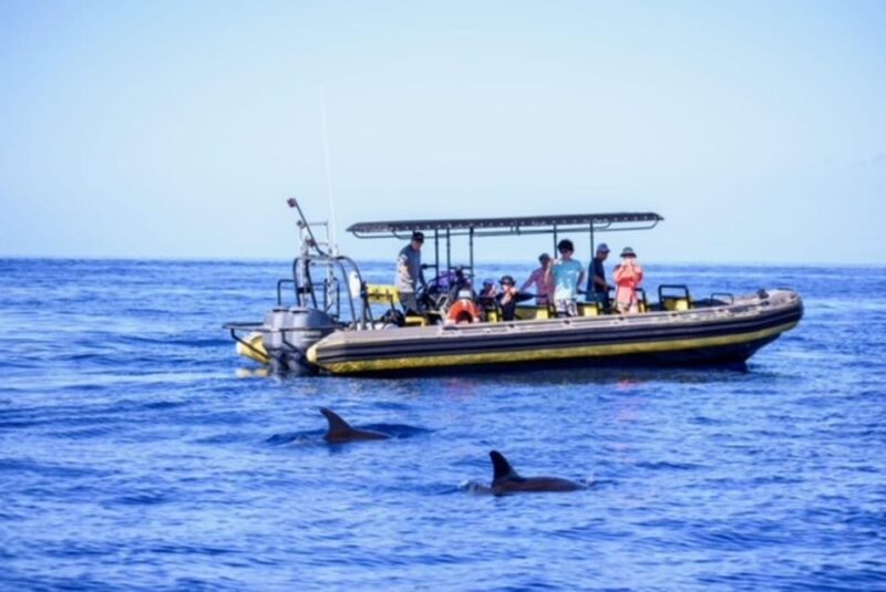 Kailua-Kona: Pacific Humpback Whale Watch Excursion - The Breakdown: What to Expect Step-by-Step