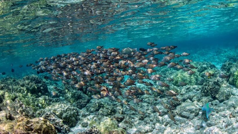 Kailua-Kona: Private Marine Charter Adventure - A Personal Look at the Kona Marine Adventure