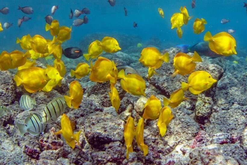Kailua-Kona: Private Marine Charter Adventure - Final Thoughts
