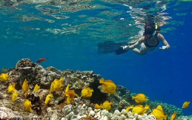 Kailua-Kona: Private Marine Charter Adventure - The Experience Provider: Hawaii Marine Life Charters