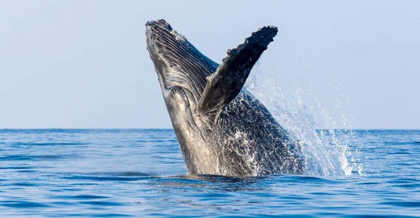 Kailua-Kona: Whale Watching Cruise on the Big Island - An In-Depth Look at the Whale Watching Experience