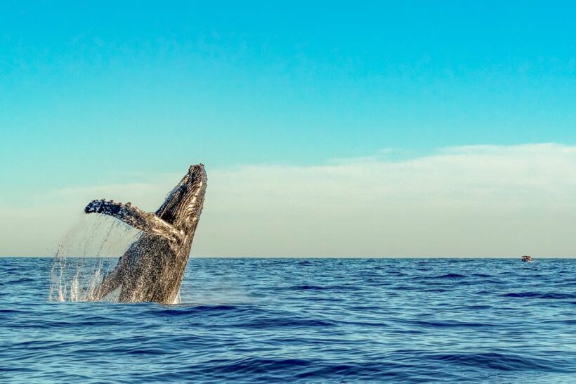Kailua-Kona: Whale Watching Cruise on the Big Island - FAQ