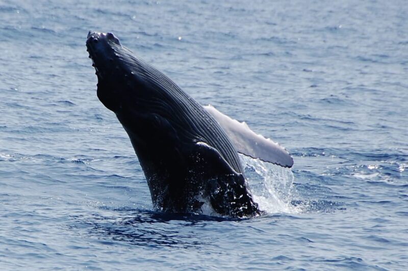 Kailua-Kona: Whale Watching Cruise on the Big Island - The Value of a 2.5-Hour Whale Watching Cruise