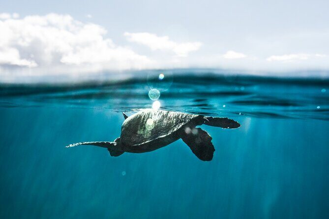 Kaimana Kealakekua Bay Captain Cook Adventure - What to expect at Kealakekua Bay