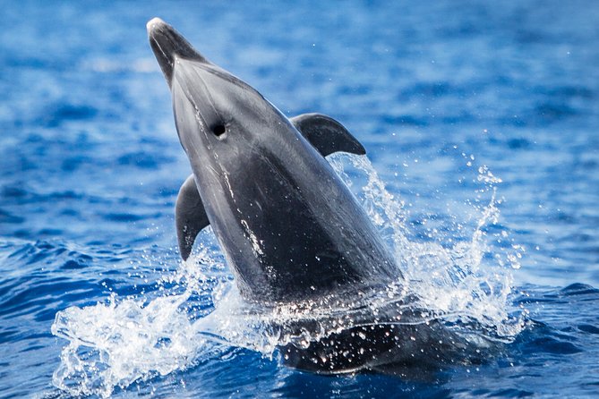 Kaimana Ocean Safari - Kaimana Ocean Safari: An Authentic Marine Adventure on the Big Island