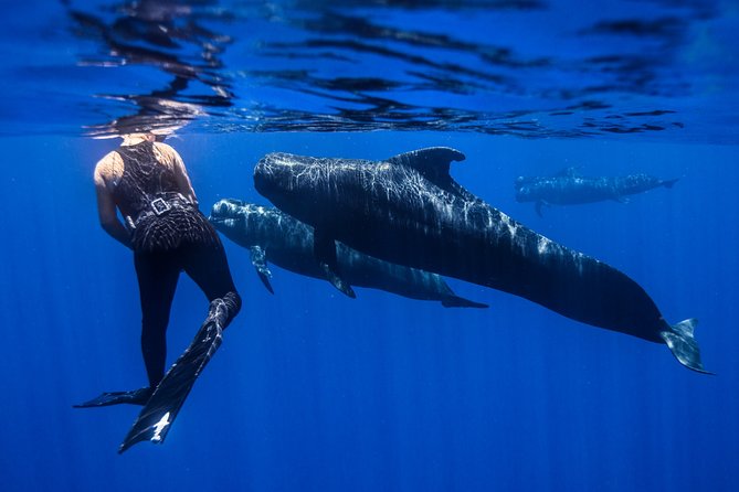 Kaimana Ocean Safari - Final Thoughts: Who Will Love Kaimana Ocean Safari?