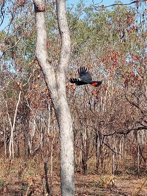 Kakadu VIP Backpackers - Introduction: Why Consider the Kakadu VIP Backpackers Tour?