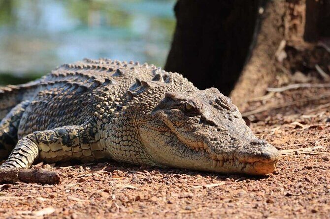 Kakadu Wilderness Escape Fogg Dam or Crocodile Cruise - Day Trip from Darwin - Key Points
